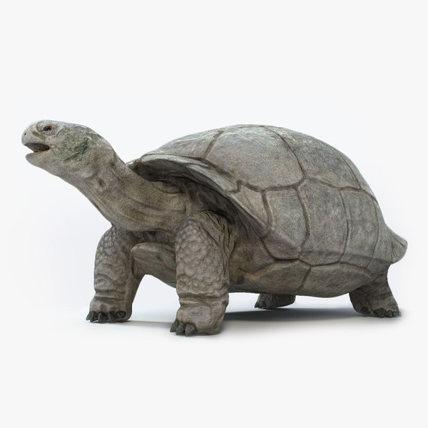 Tortoise 3D Models for Download | TurboSquid