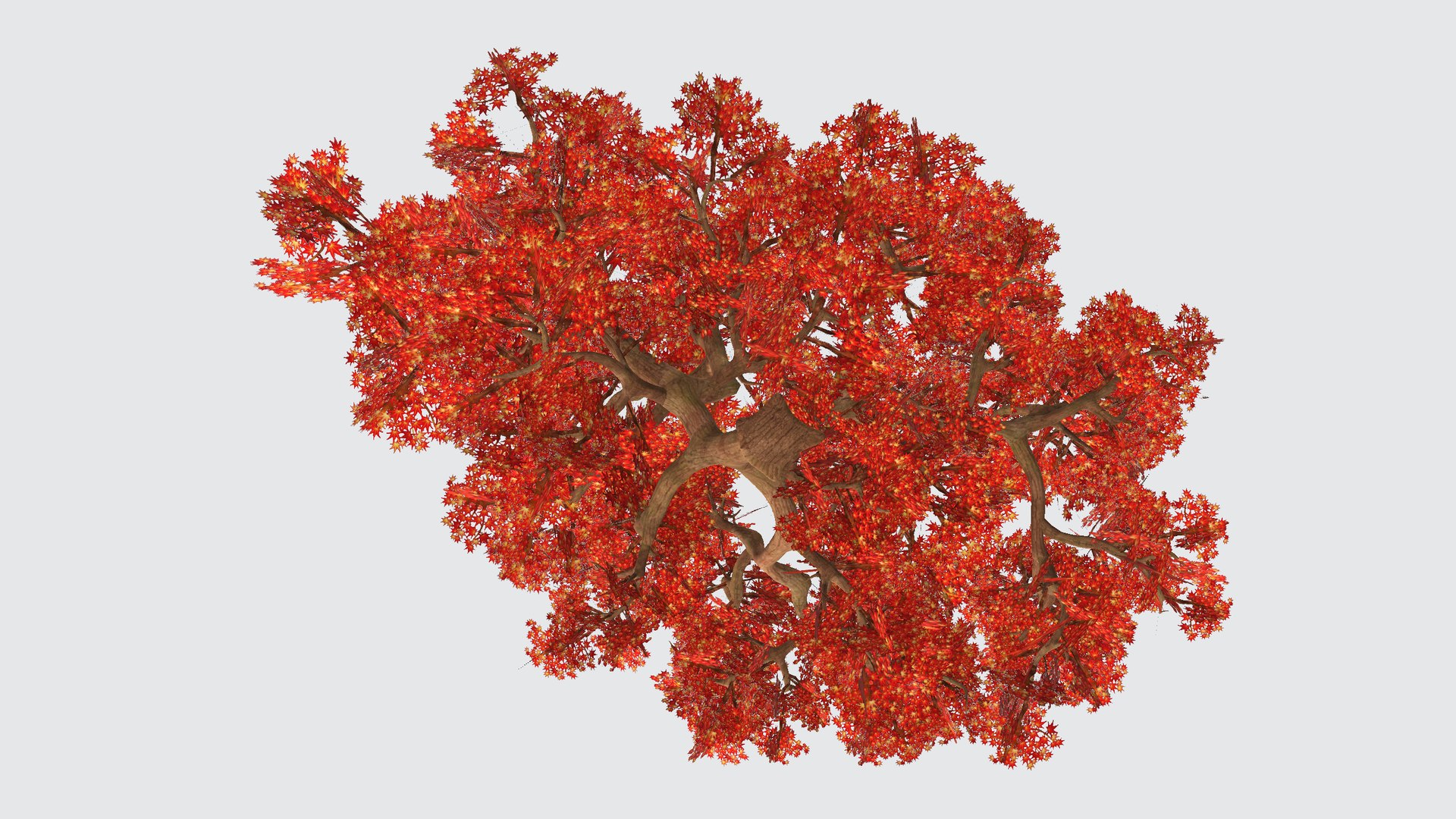Japanese Maple 3D Model - TurboSquid 2331132