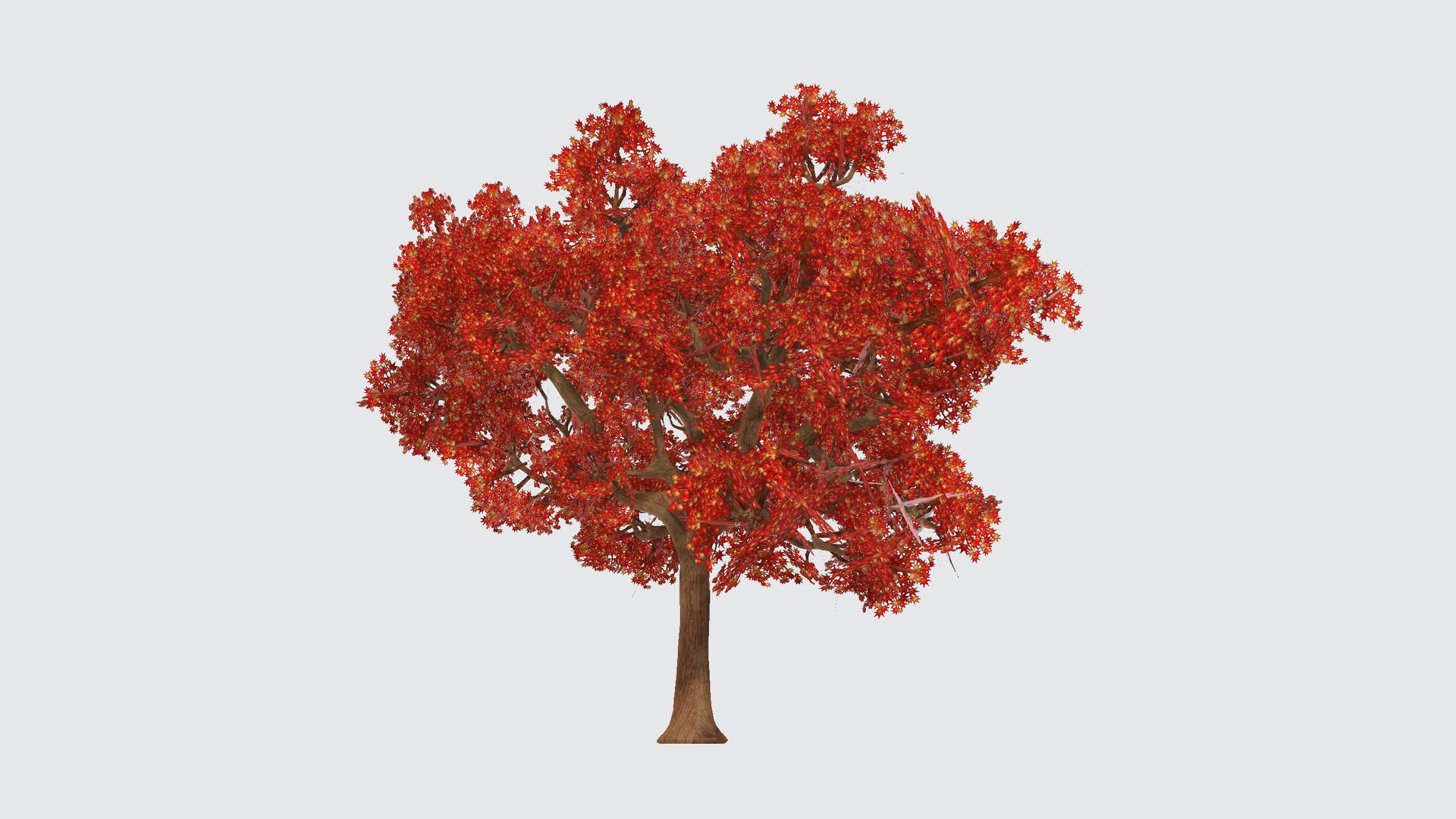 Japanese Maple 3D Model - TurboSquid 2331132
