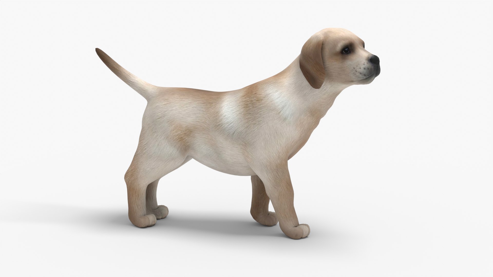 3D Model Puppy - TurboSquid 2401560