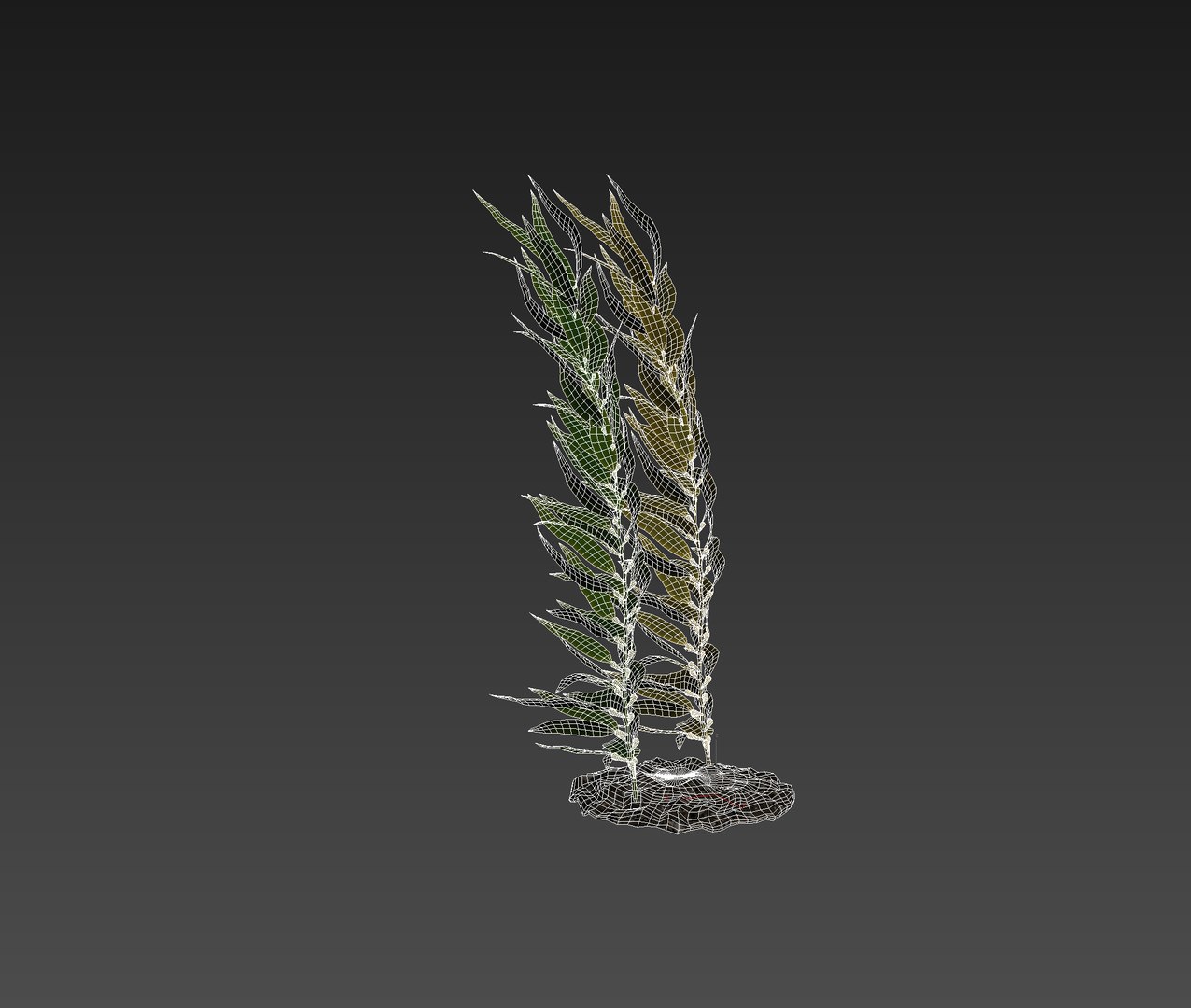 Seaweed Plant Nature 3D Model - TurboSquid 1378606