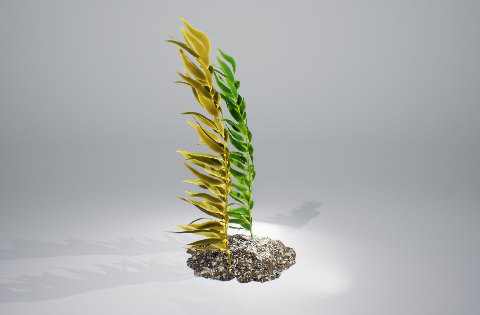 Seaweed Plant Nature 3D Model - TurboSquid 1378606