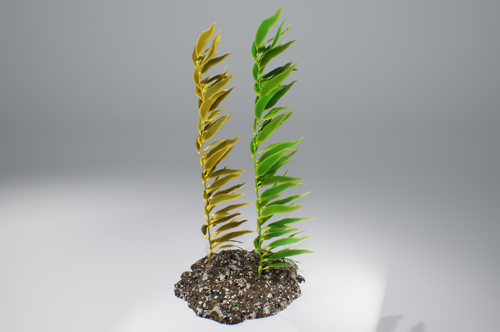 Seaweed Plant Nature 3D Model - TurboSquid 1378606
