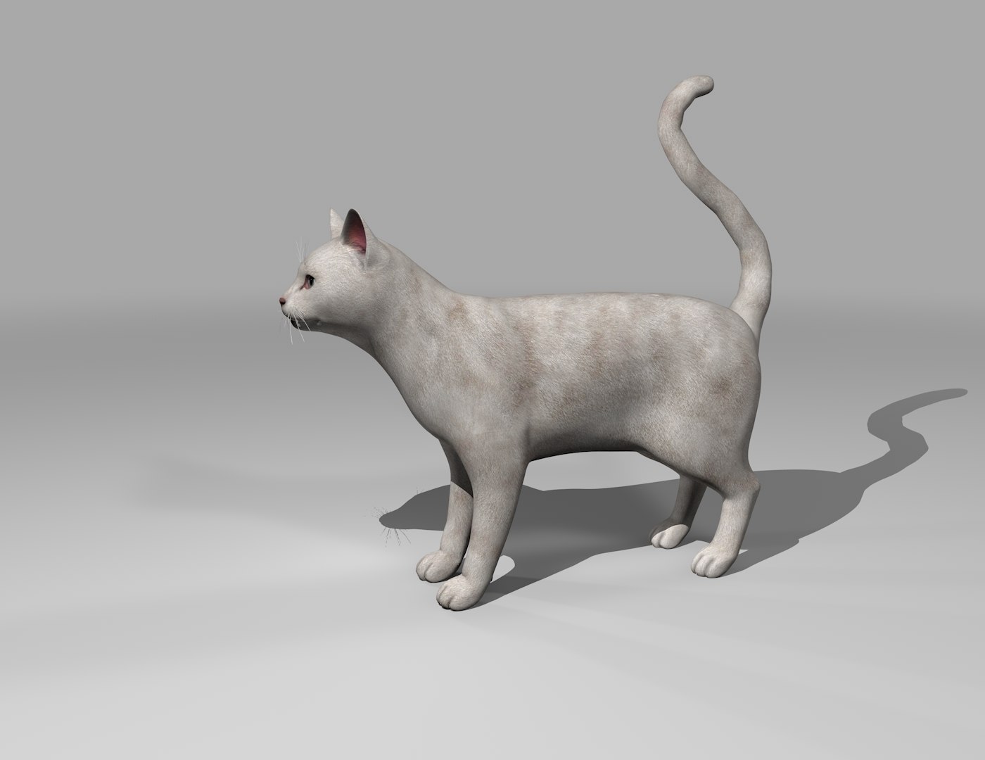 White Catty Rigged Gift 3D Model - TurboSquid 1456731