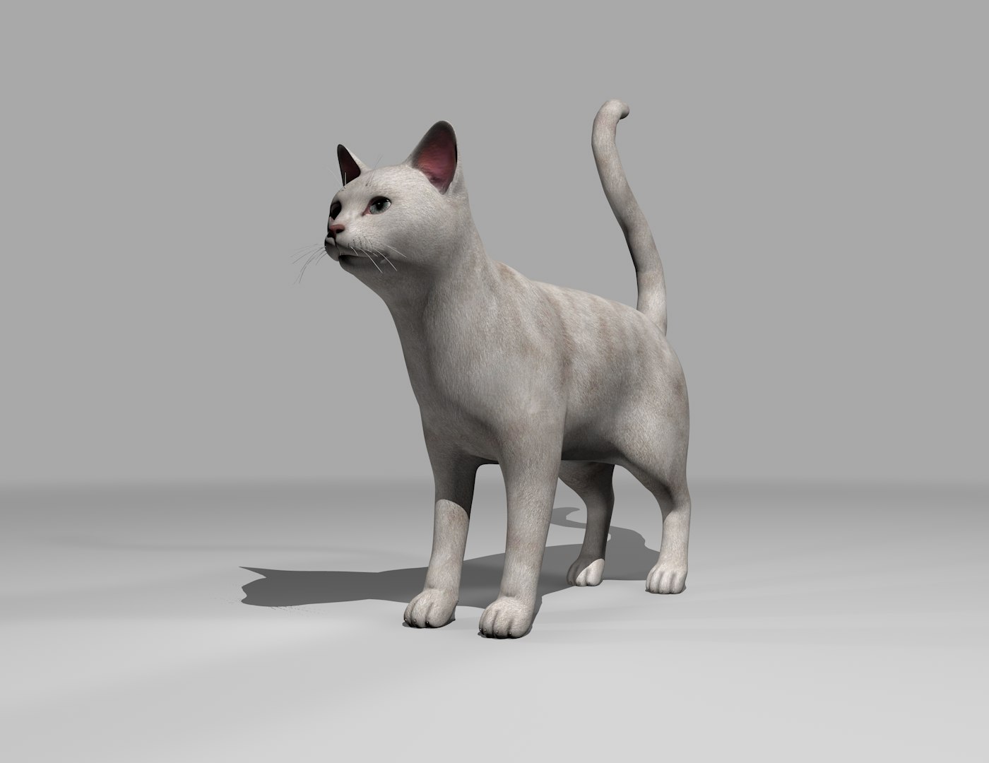 White Catty Rigged Gift 3D Model - TurboSquid 1456731