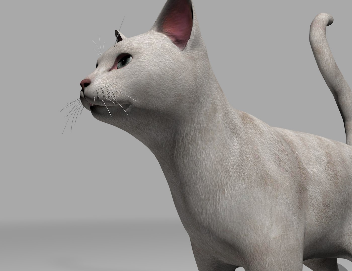 White Catty Rigged Gift 3D Model - TurboSquid 1456731