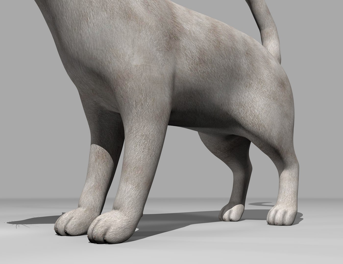 White Catty Rigged Gift 3D Model - TurboSquid 1456731