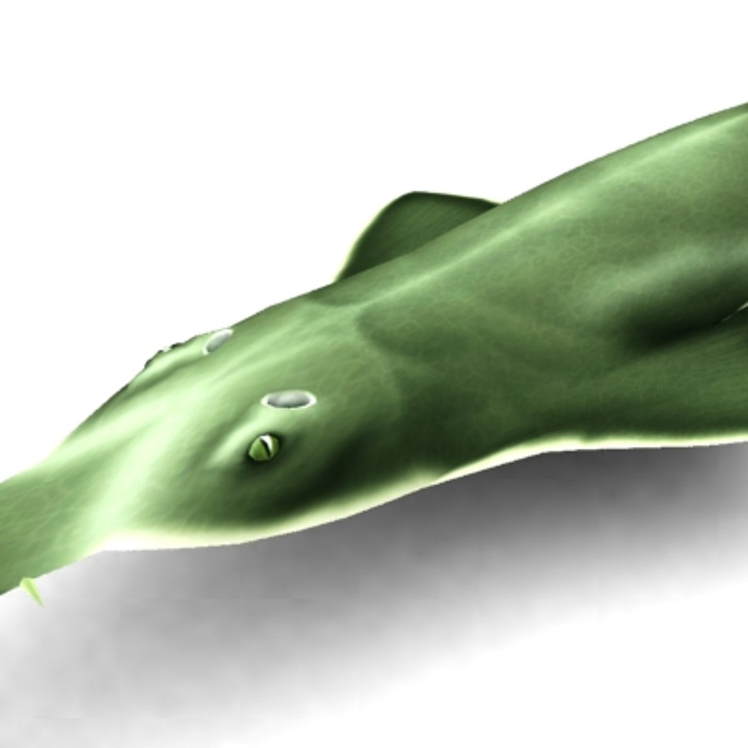 sawfish shark animation 3d model