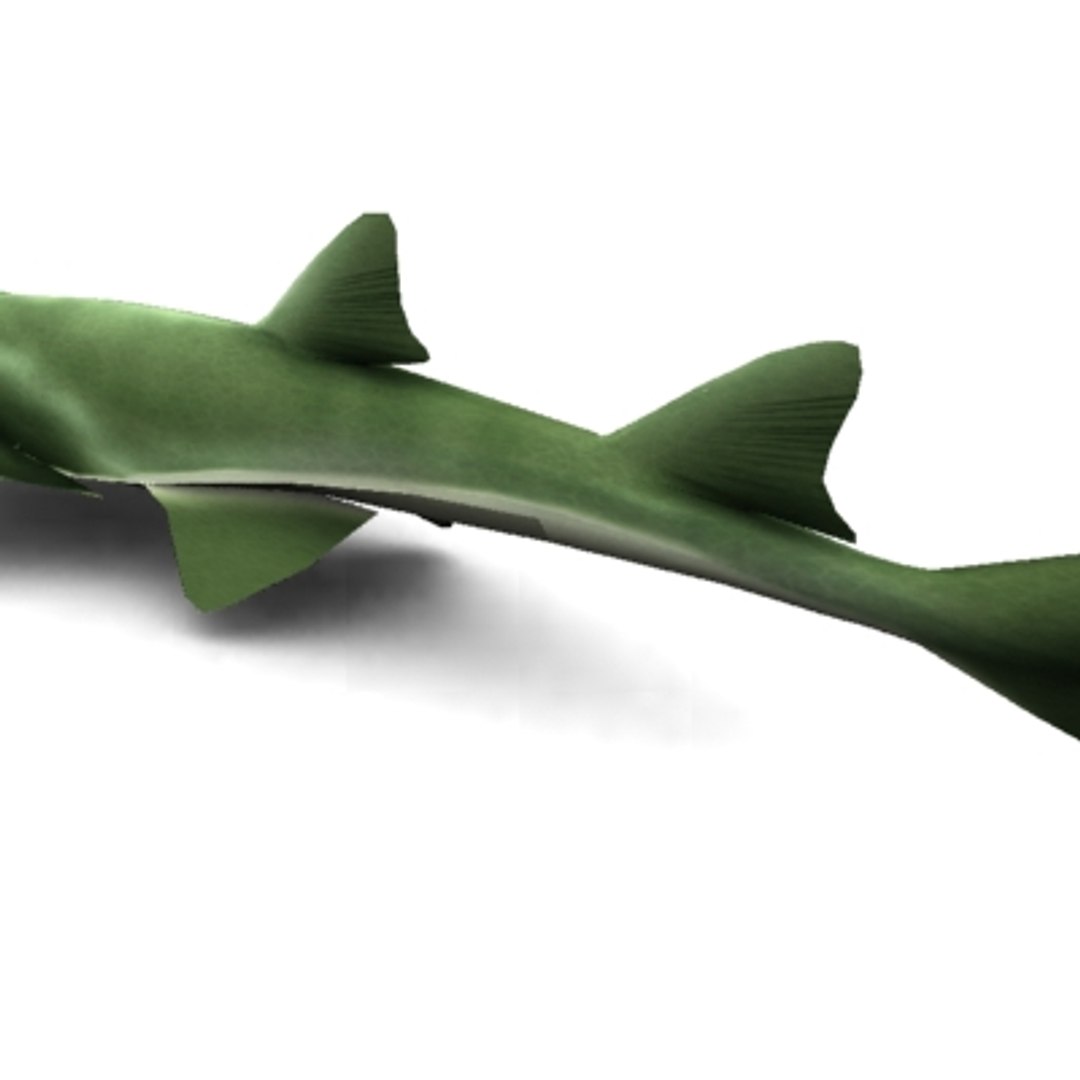 sawfish shark animation 3d model