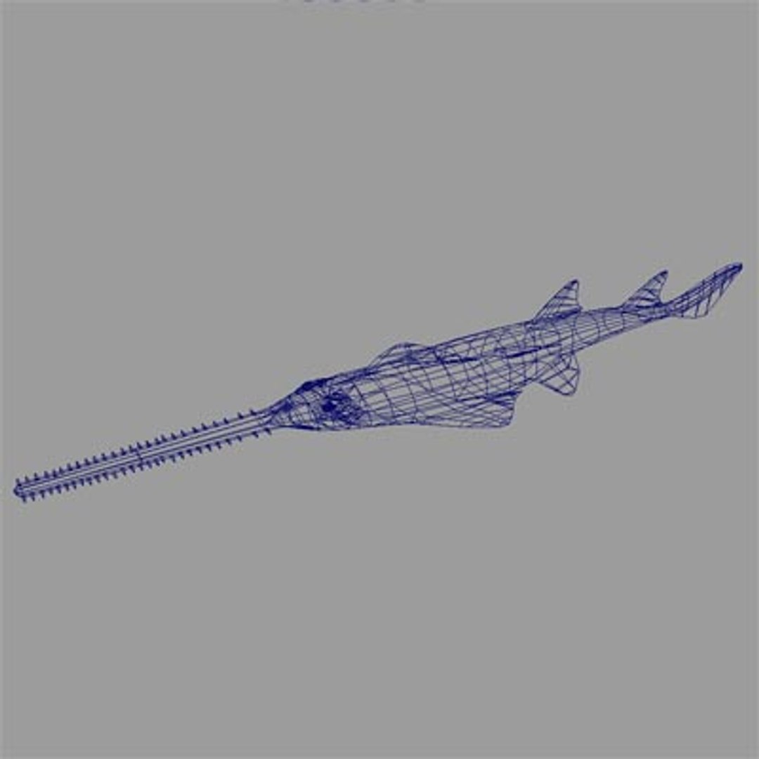 sawfish shark animation 3d model