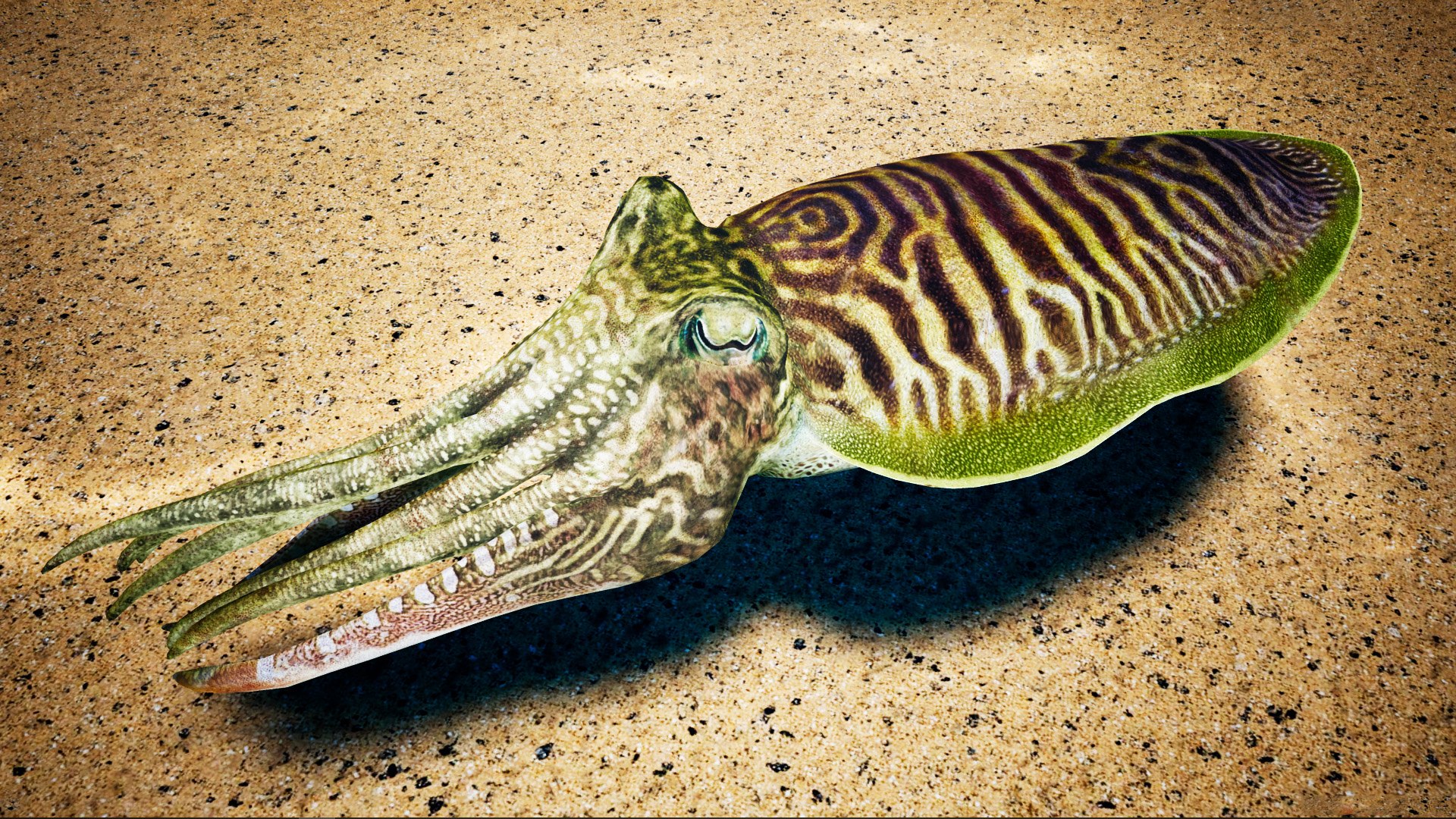 Cuttlefish Animation Octane 3D - TurboSquid 1404735