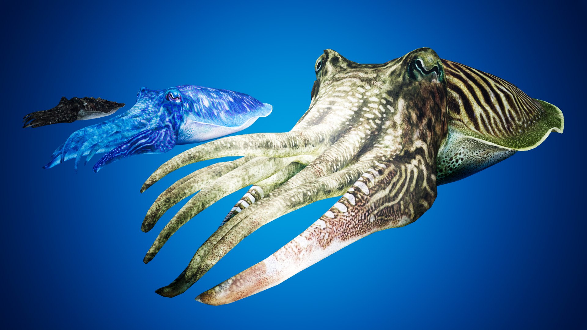 Cuttlefish Animation Octane 3D - TurboSquid 1404735