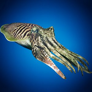 3D cuttlefish model - TurboSquid 1179141