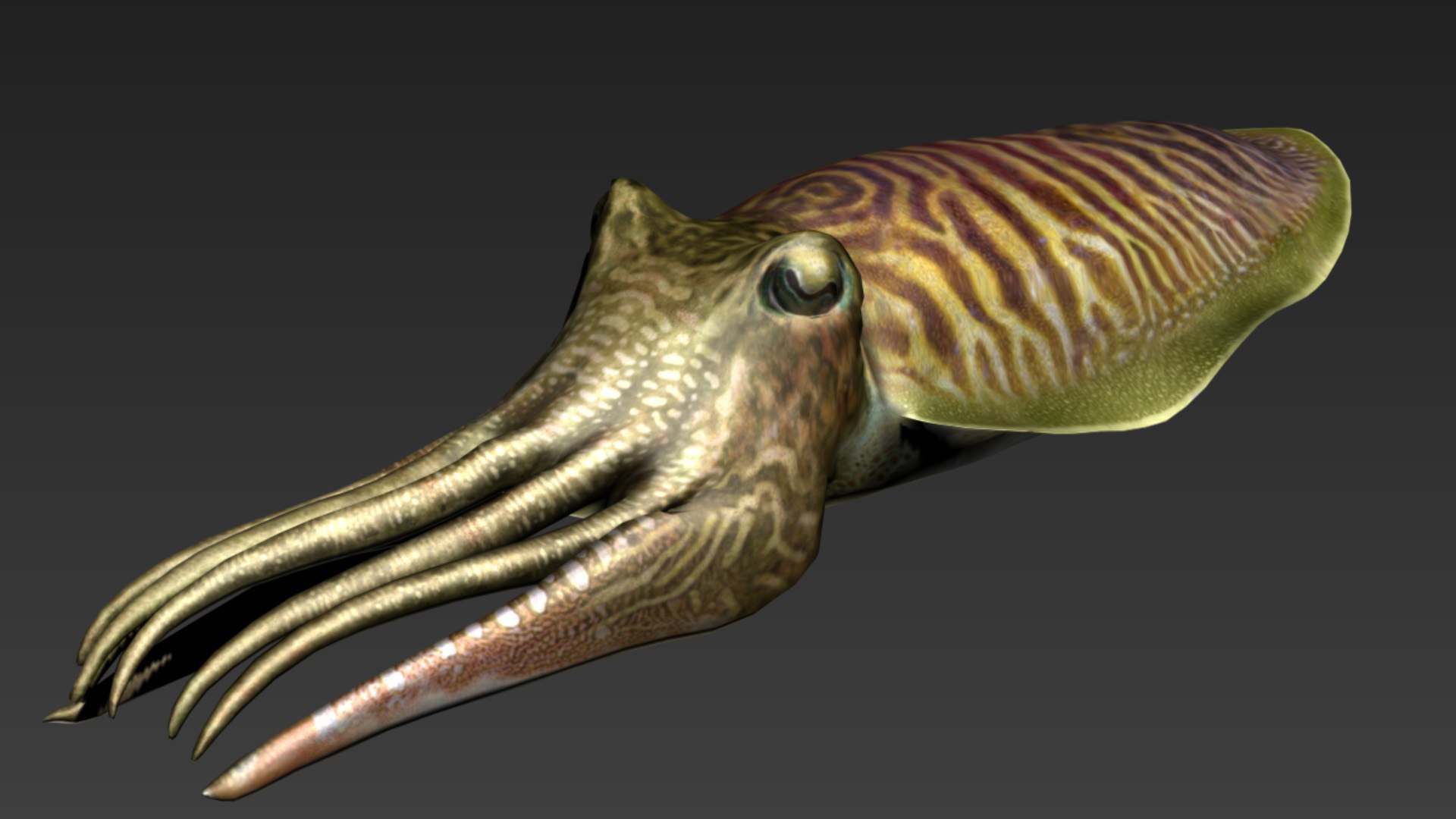 Cuttlefish Animation Octane 3D - TurboSquid 1404735