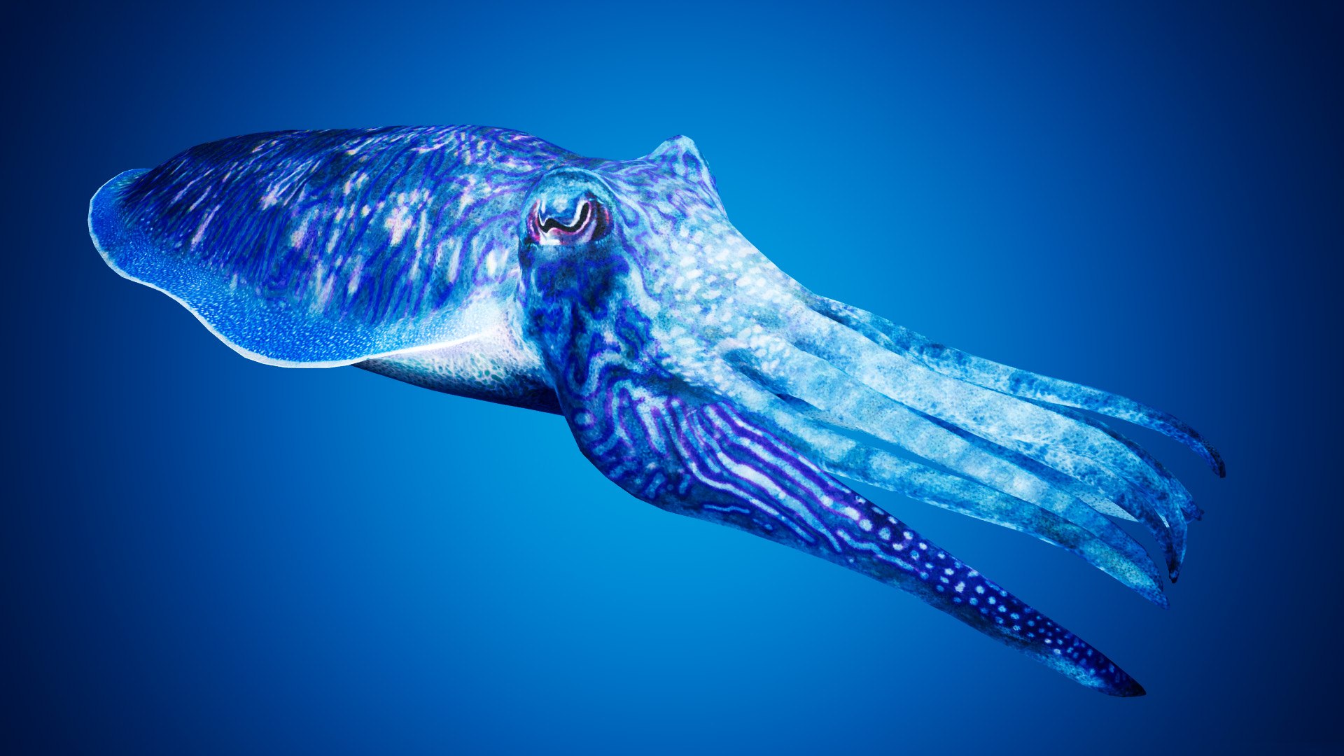 Cuttlefish Animation Octane 3D - TurboSquid 1404735