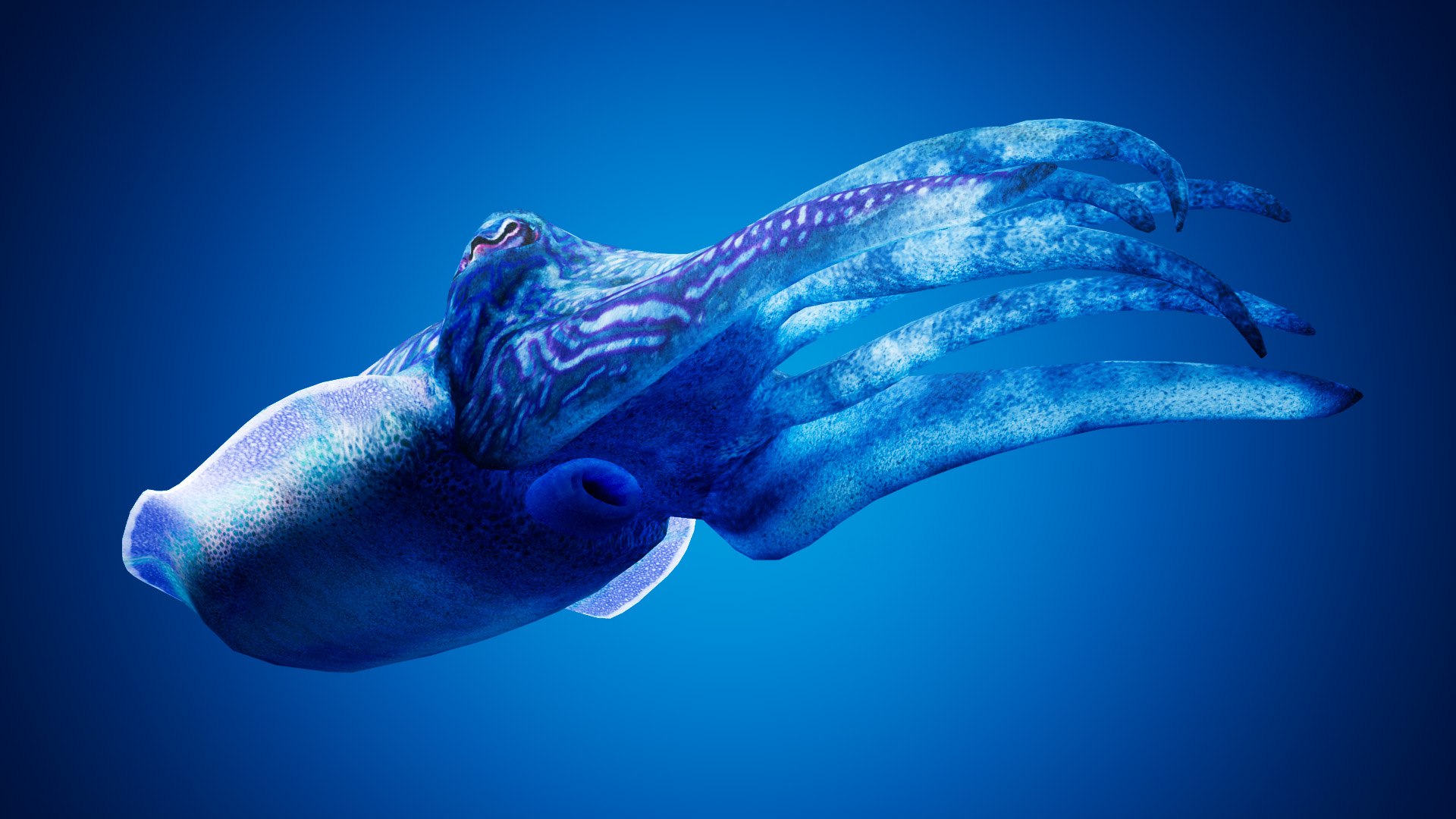 Cuttlefish Animation Octane 3D - TurboSquid 1404735