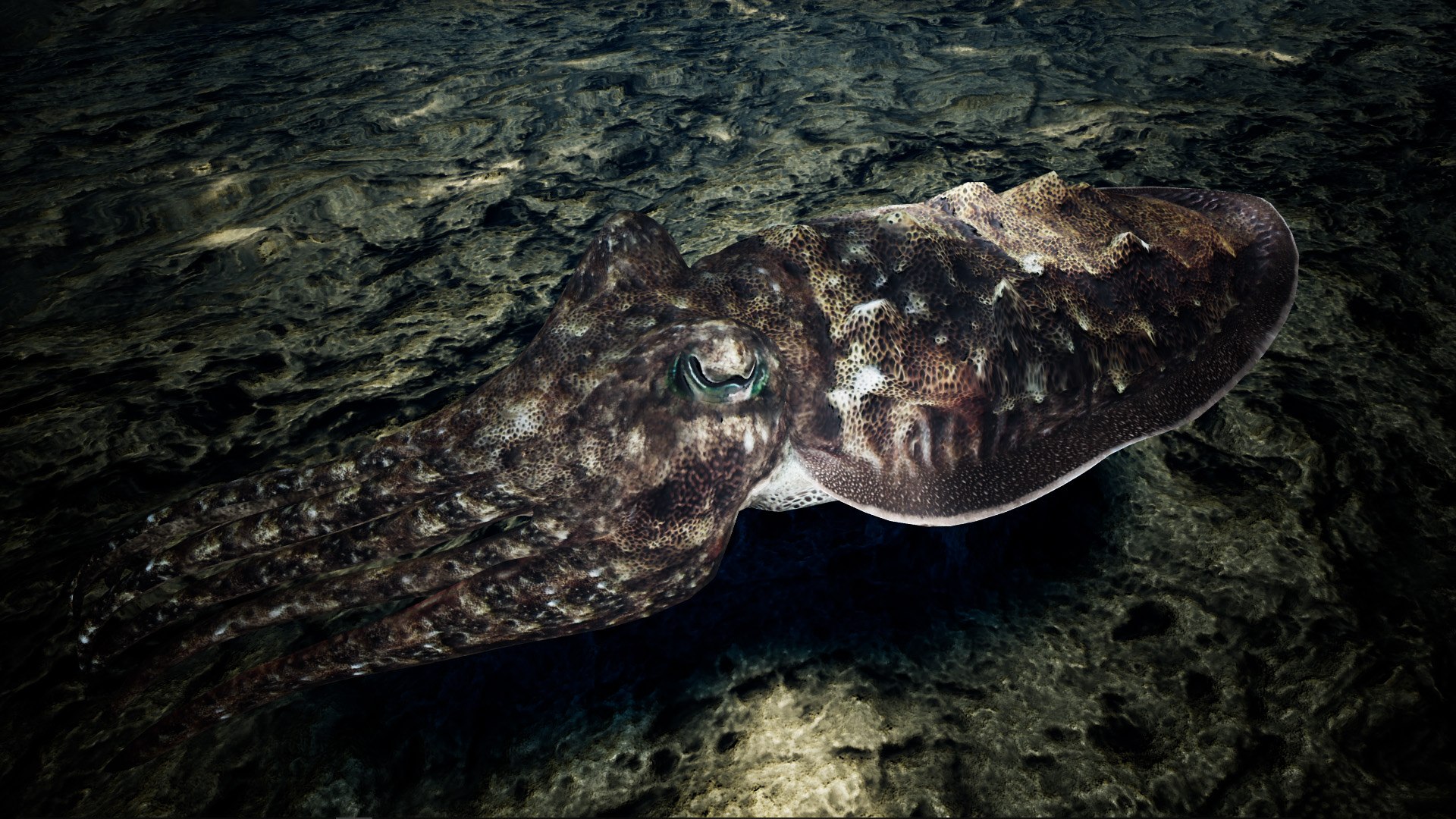Cuttlefish Animation Octane 3D - TurboSquid 1404735