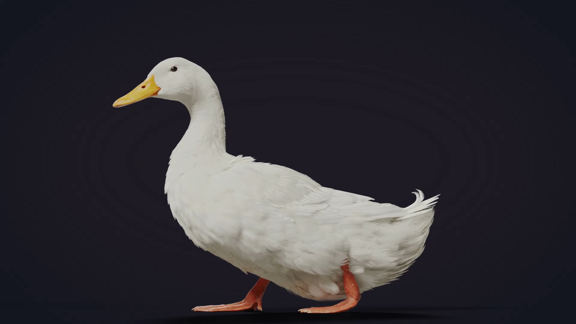 Duck Animated 3D model - TurboSquid 2056596