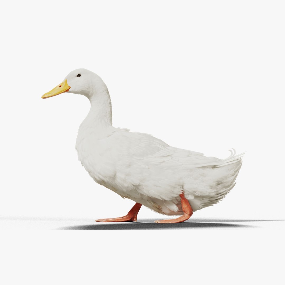 Duck Animated 3D model - TurboSquid 2056596