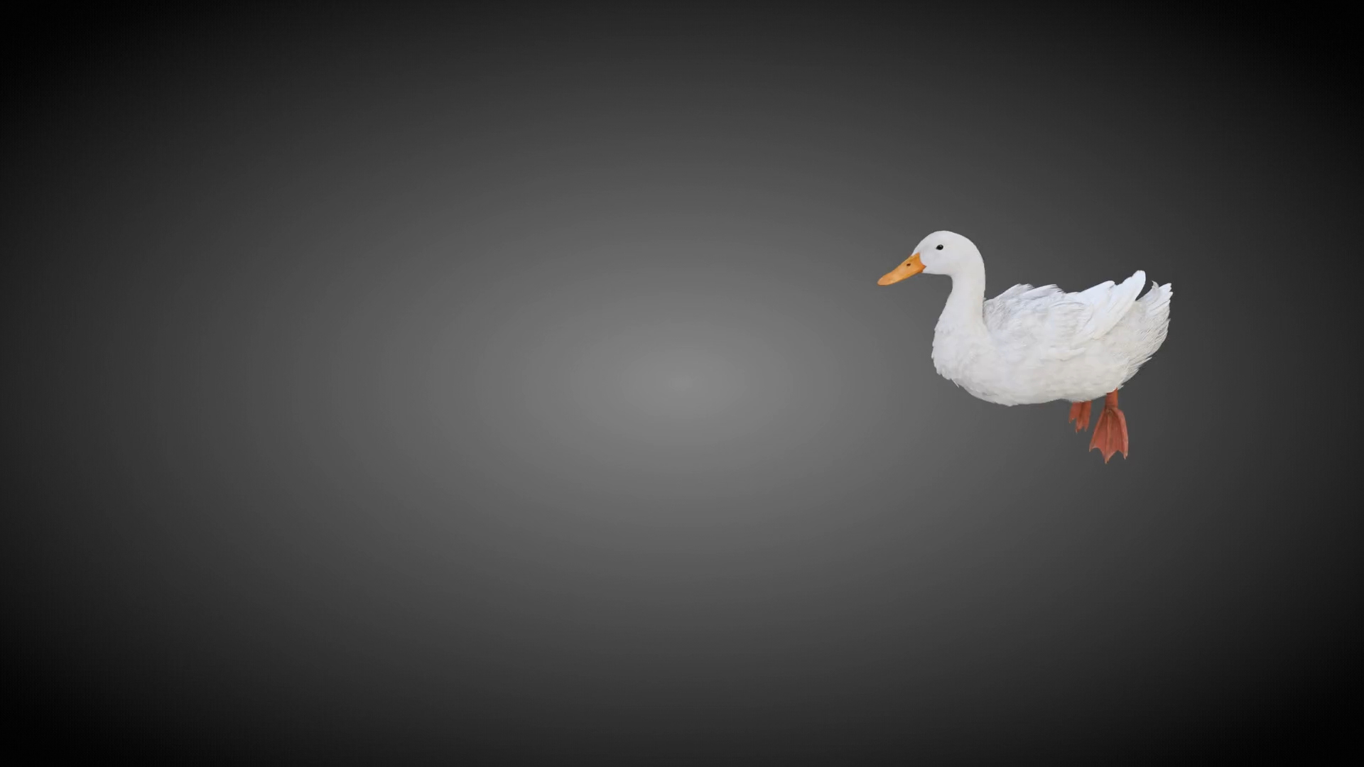 modelo 3d Duck Animated - TurboSquid 2056596
