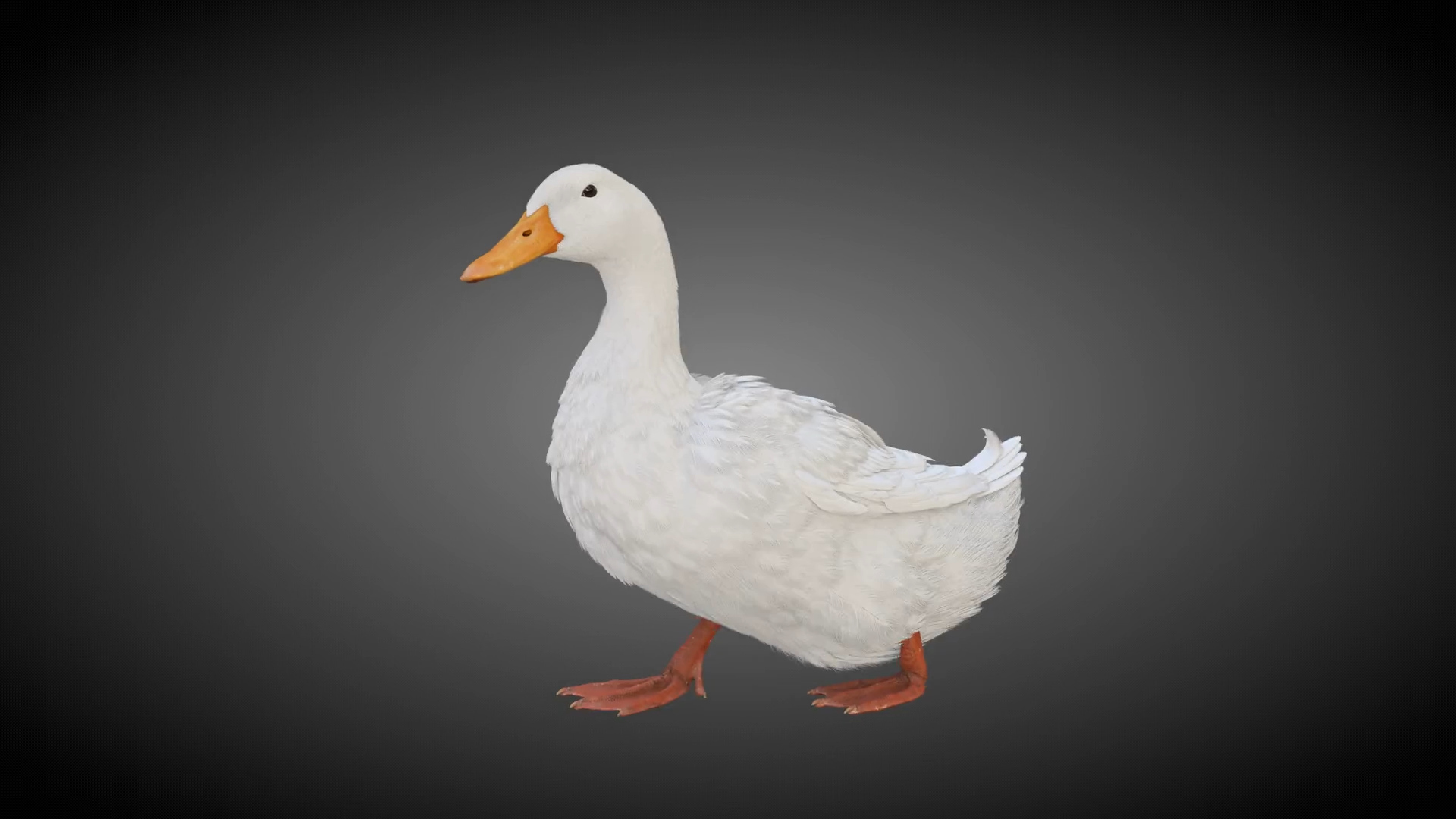 Duck Animated 3D model - TurboSquid 2056596