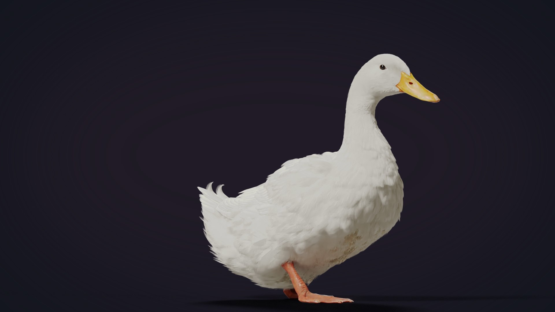 Duck Animated 3D model - TurboSquid 2056596