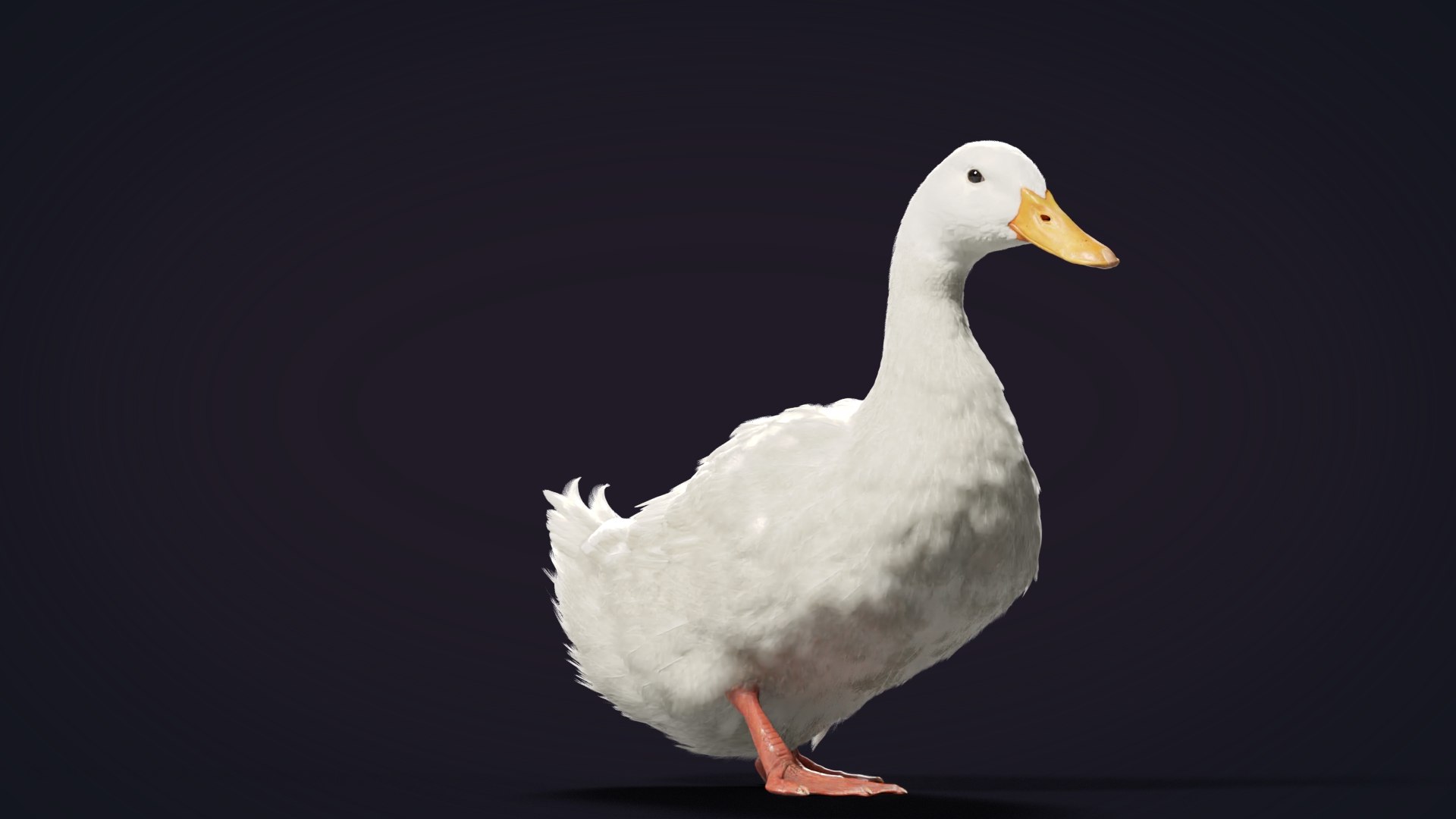 Duck Animated 3D model - TurboSquid 2056596