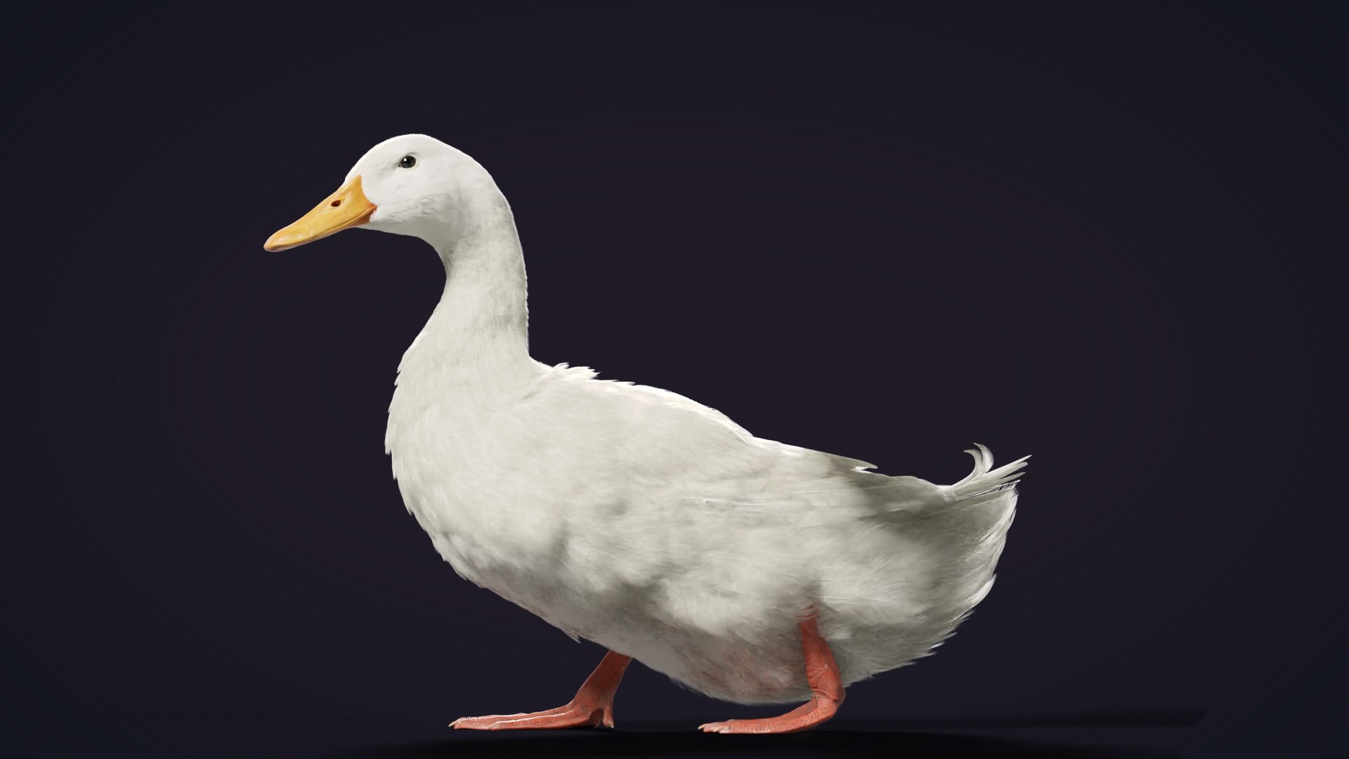 Duck Animated 3D model - TurboSquid 2056596