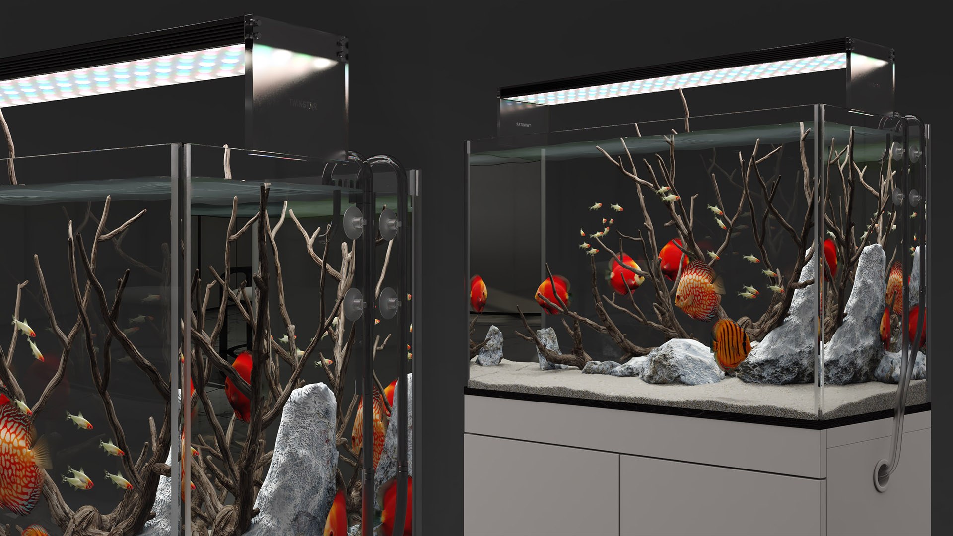 Aquarium Discus Fish 3D Model - TurboSquid 1773512