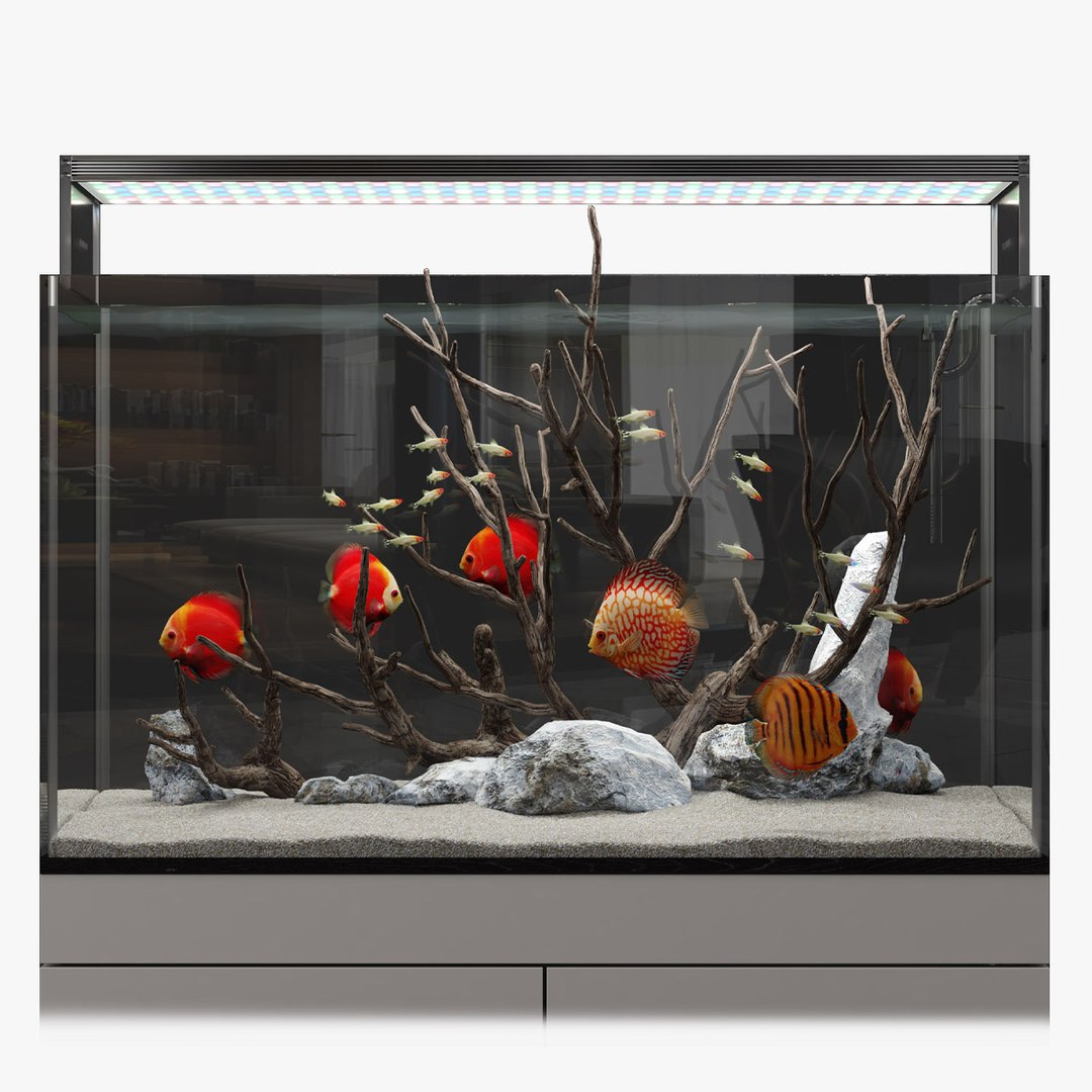 Aquarium Discus Fish 3D Model - TurboSquid 1773512