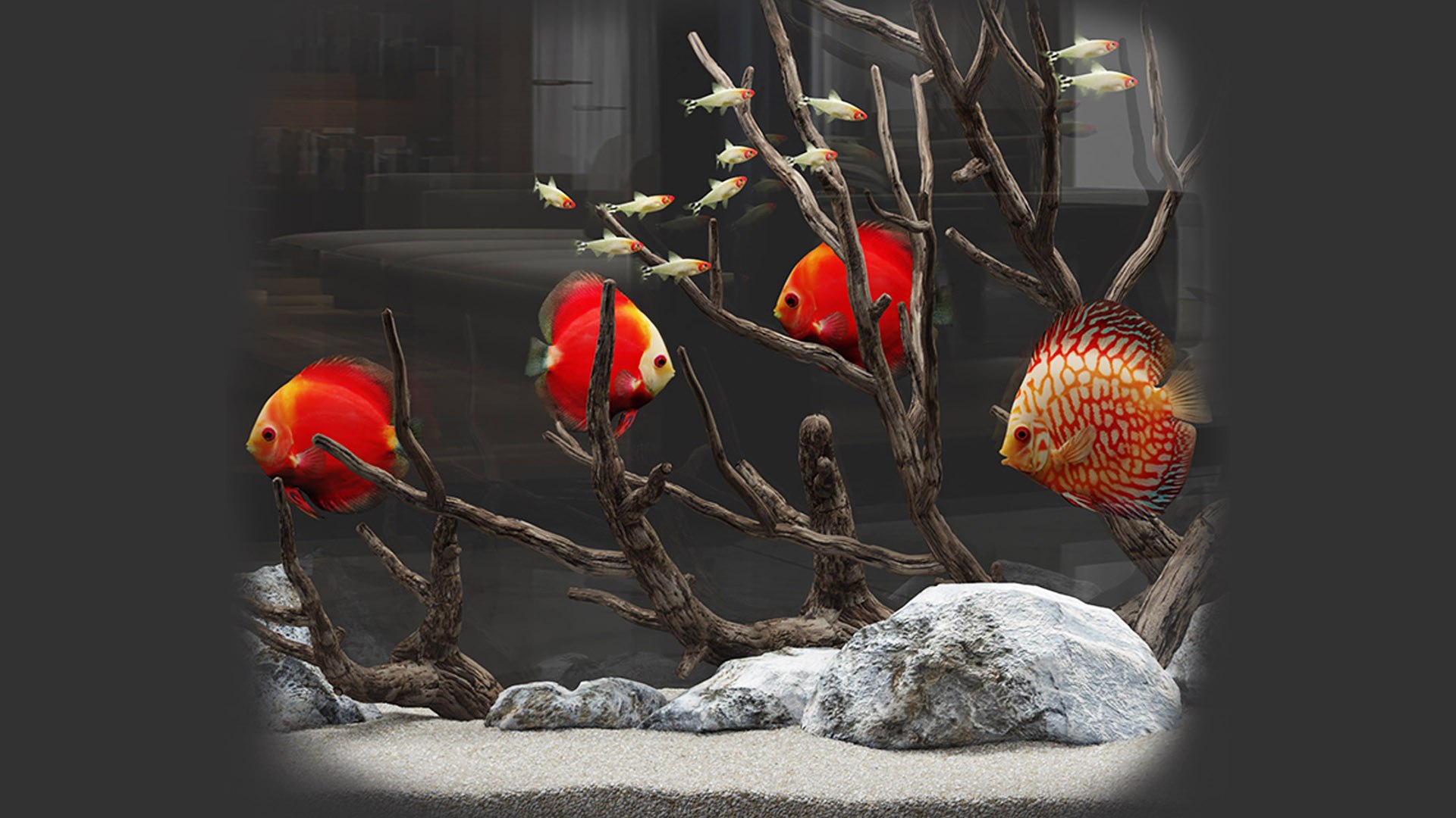 Aquarium Discus Fish 3D Model - TurboSquid 1773512