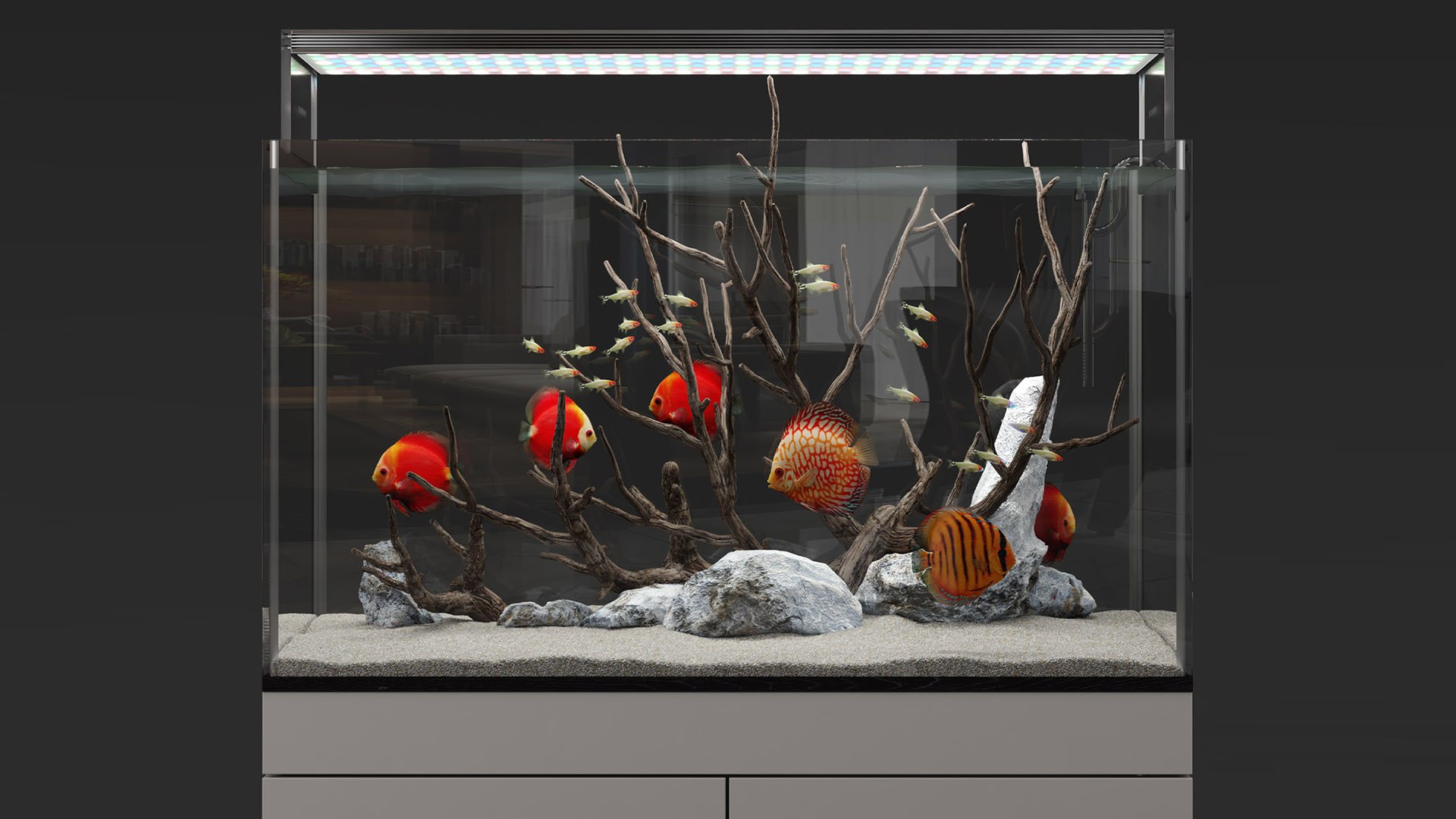 Aquarium Discus Fish 3D Model - TurboSquid 1773512