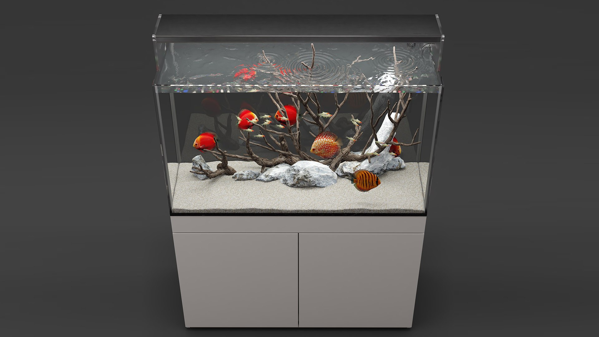 Aquarium Discus Fish 3D Model - TurboSquid 1773512