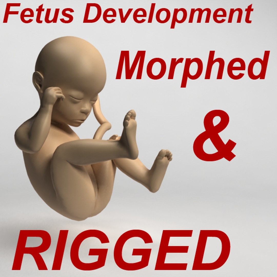 Rigged Fetus Morph Development 3d Max