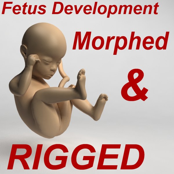 3d 29 weeks fetus model