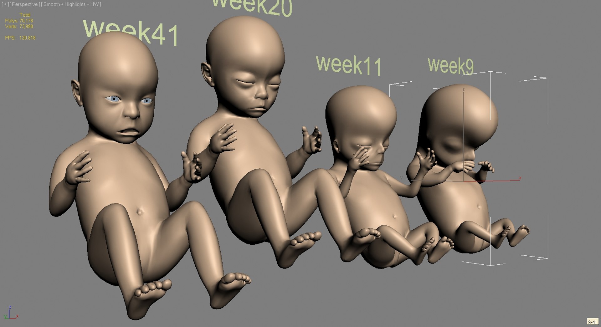 Rigged Fetus Morph Development 3d Max