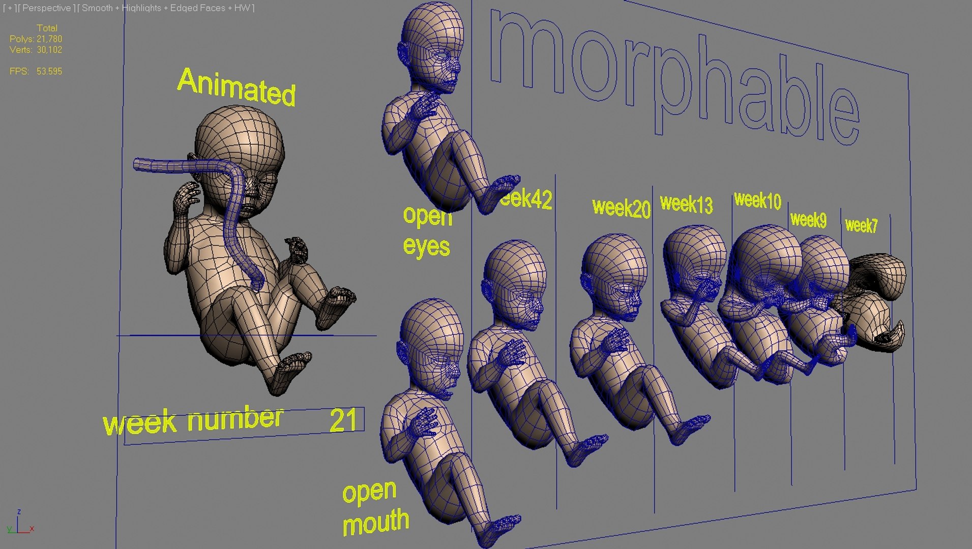 Rigged Fetus Morph Development 3d Max