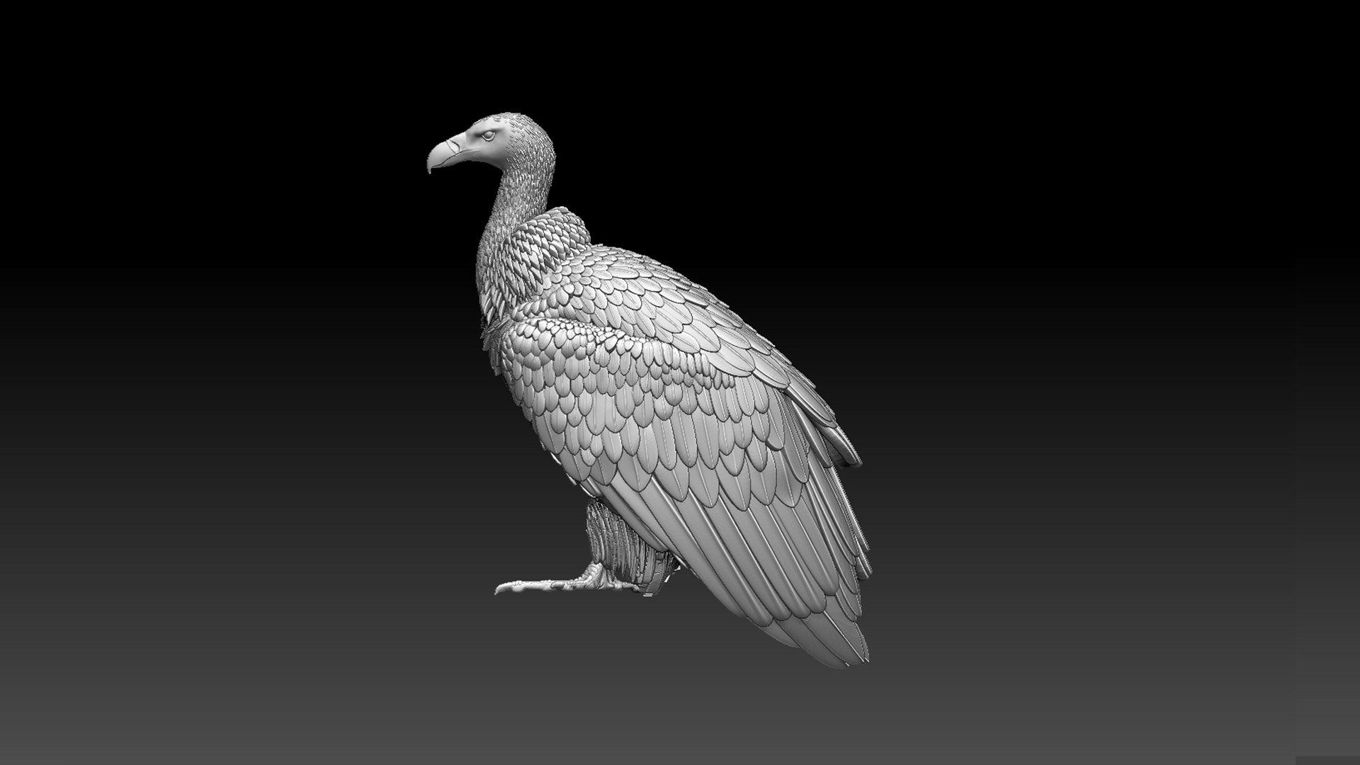 Vulture Model - TurboSquid 1901422