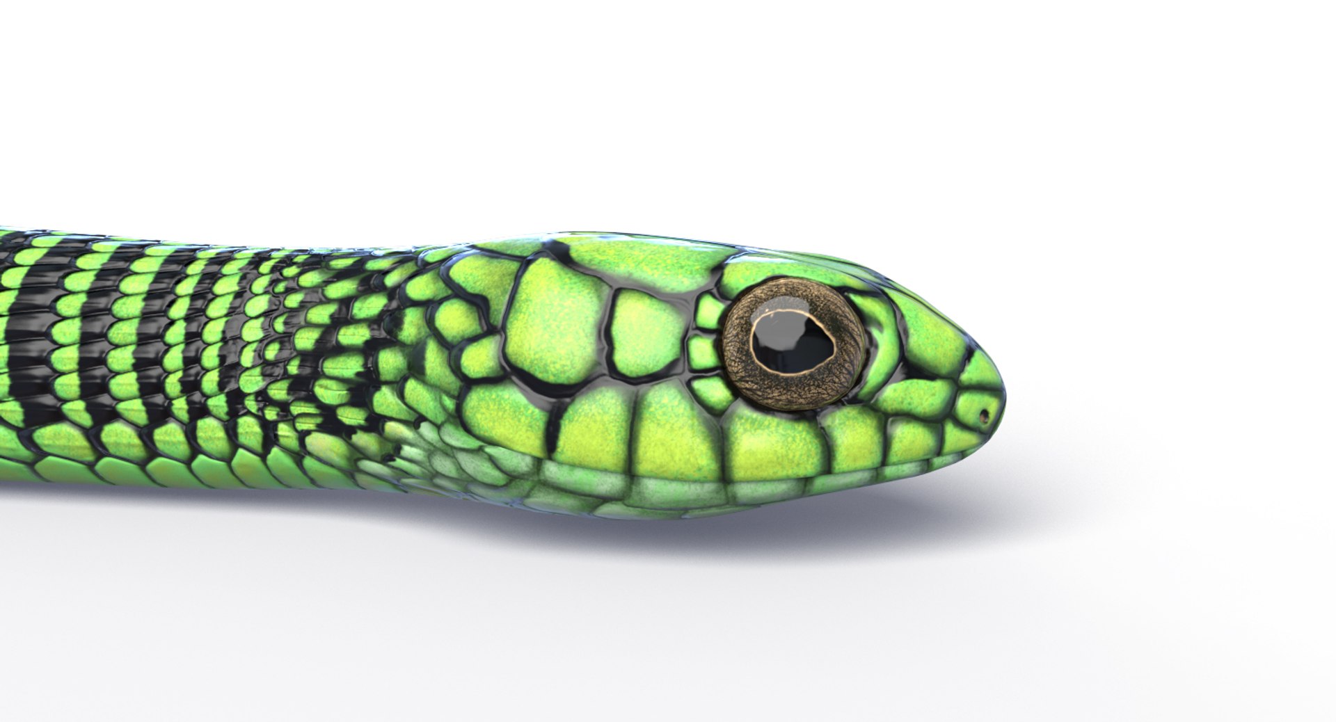 Boomslang - Rigged 3D Model - TurboSquid 1774505