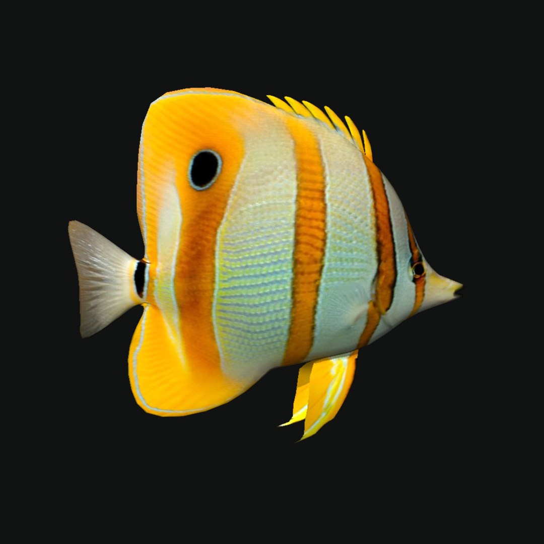 Chelmon Rostratus 3D Model - TurboSquid 1244615