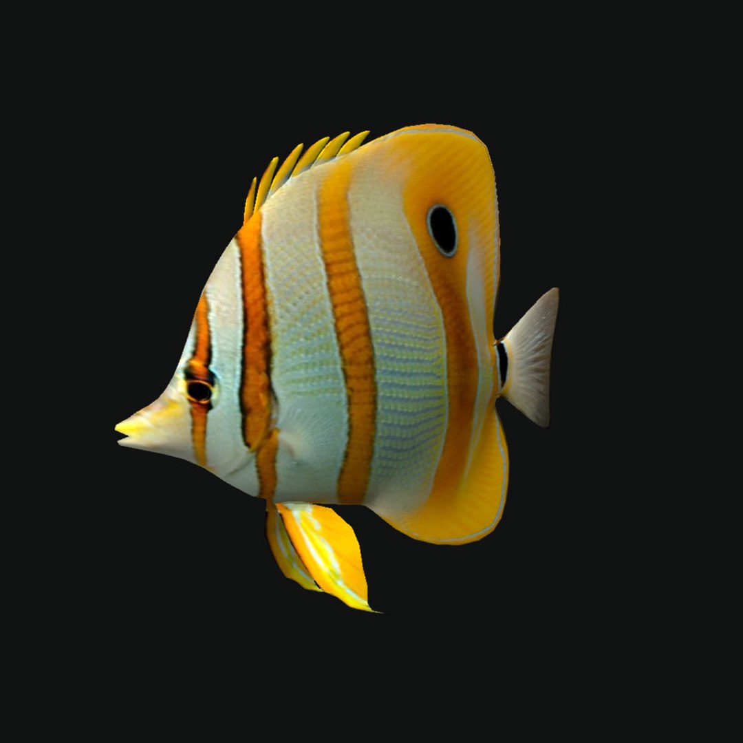 Chelmon Rostratus 3D Model - TurboSquid 1244615