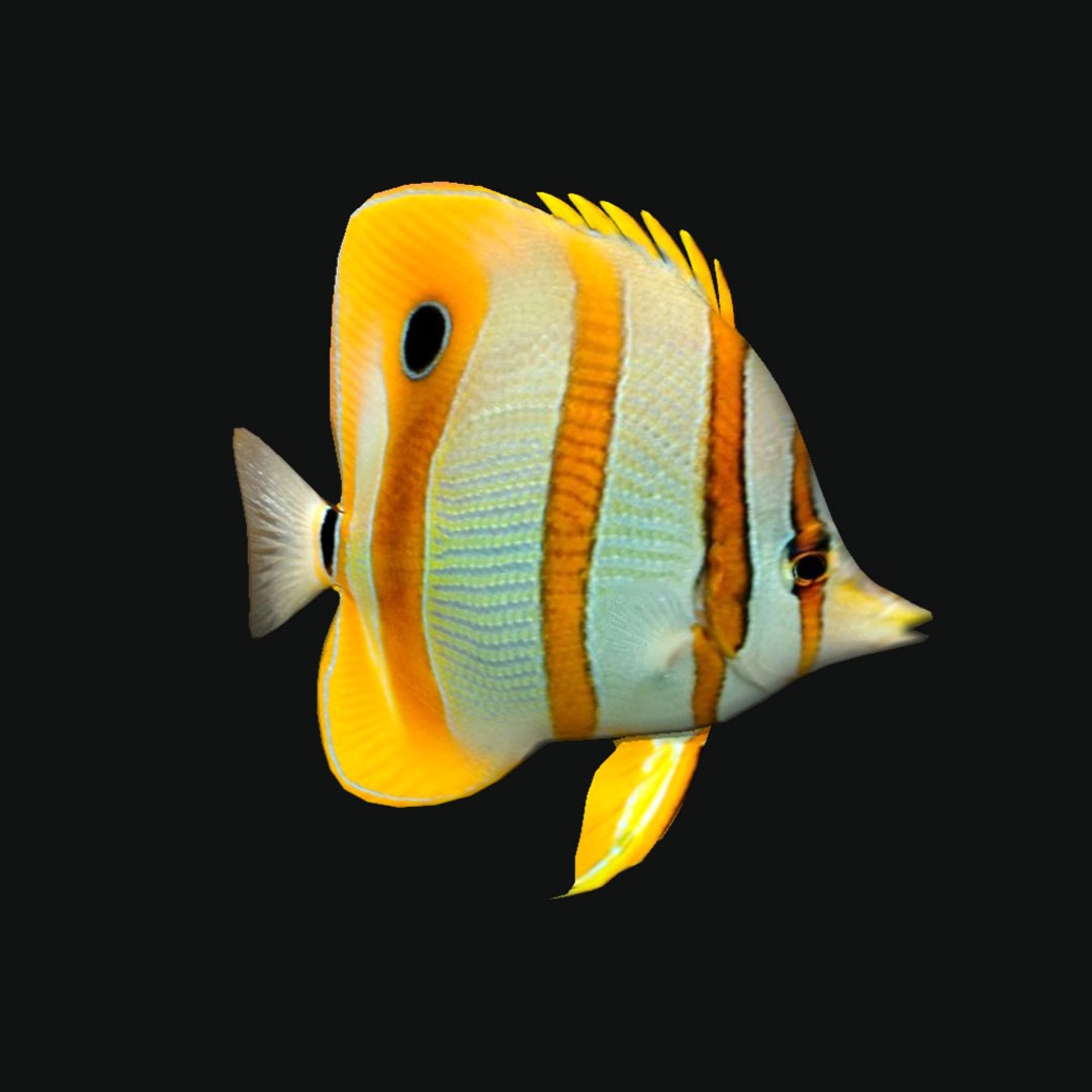 Chelmon Rostratus 3D Model - TurboSquid 1244615