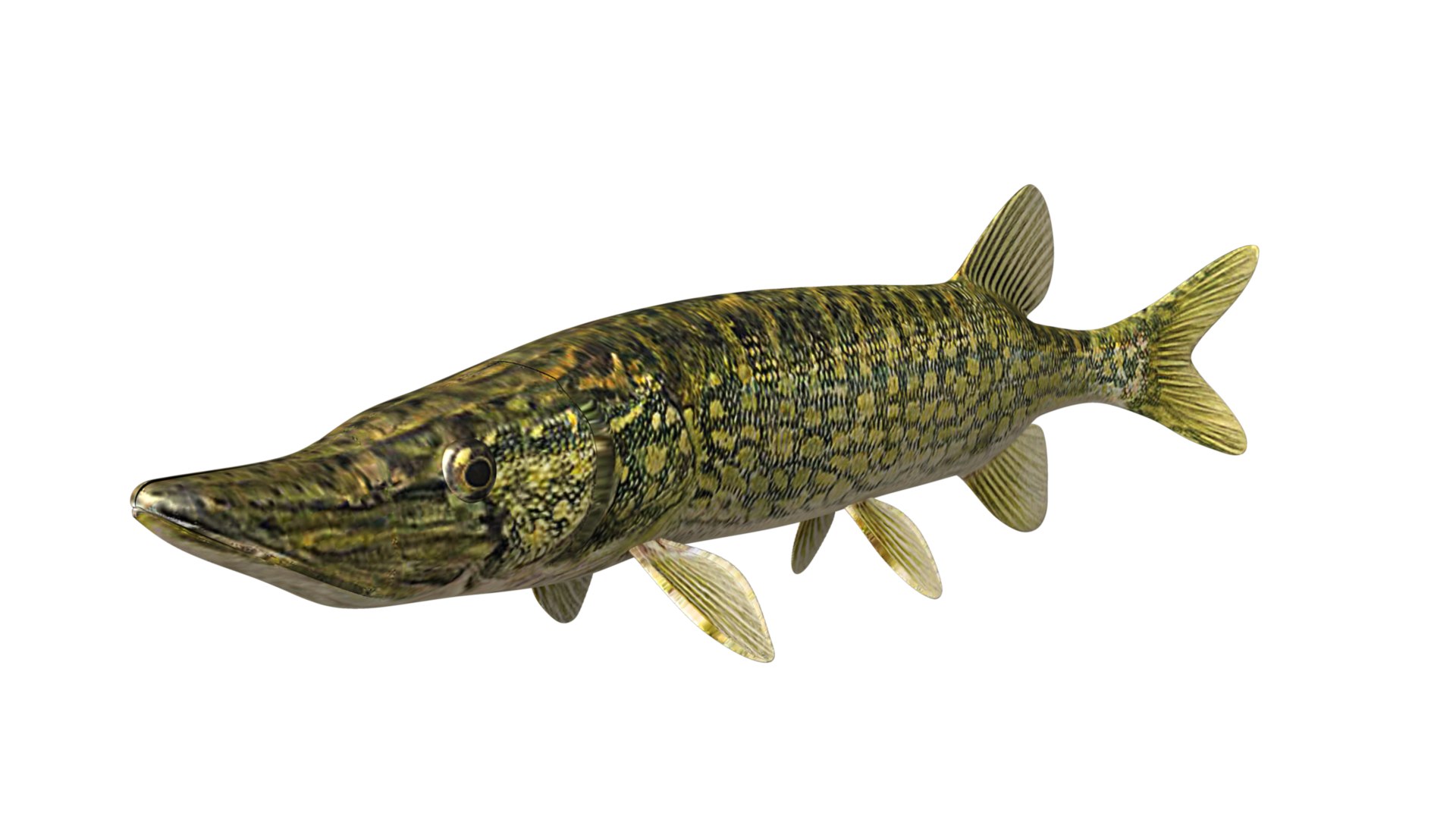 modelo 3d pez lucio - TurboSquid 2194609