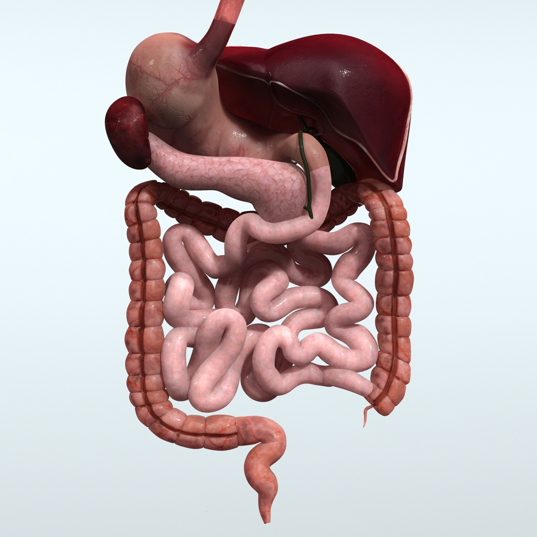 realistic human digestive 3ds