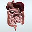 Realistic Human Digestive 3ds