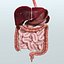 Realistic Human Digestive 3ds