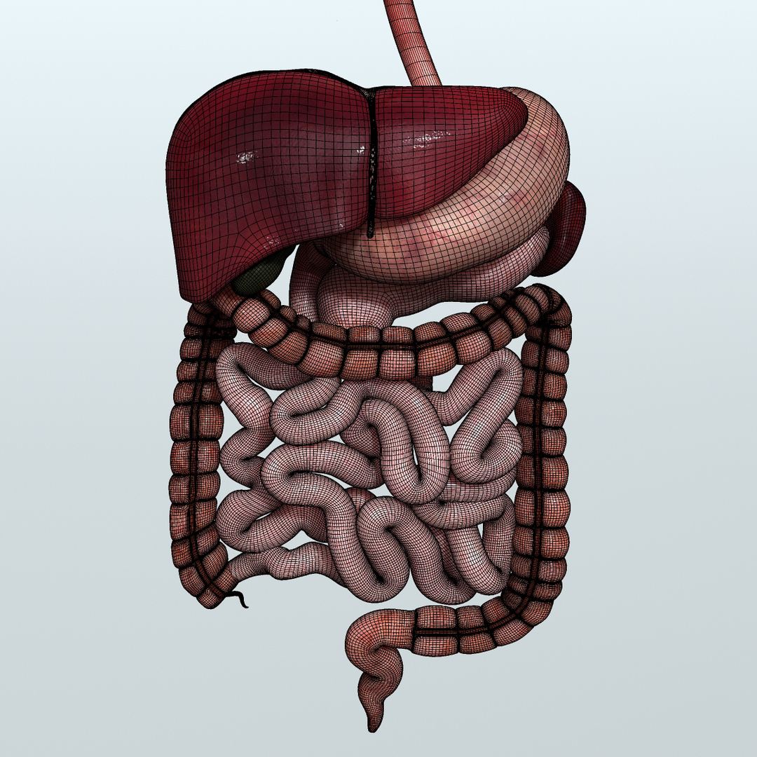 realistic human digestive 3ds