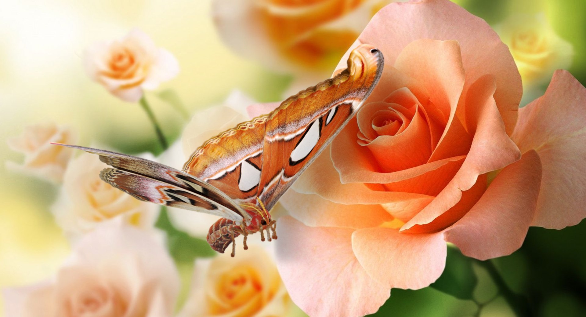 3D Model Attacus Atlas Moth Flying - TurboSquid 1193216