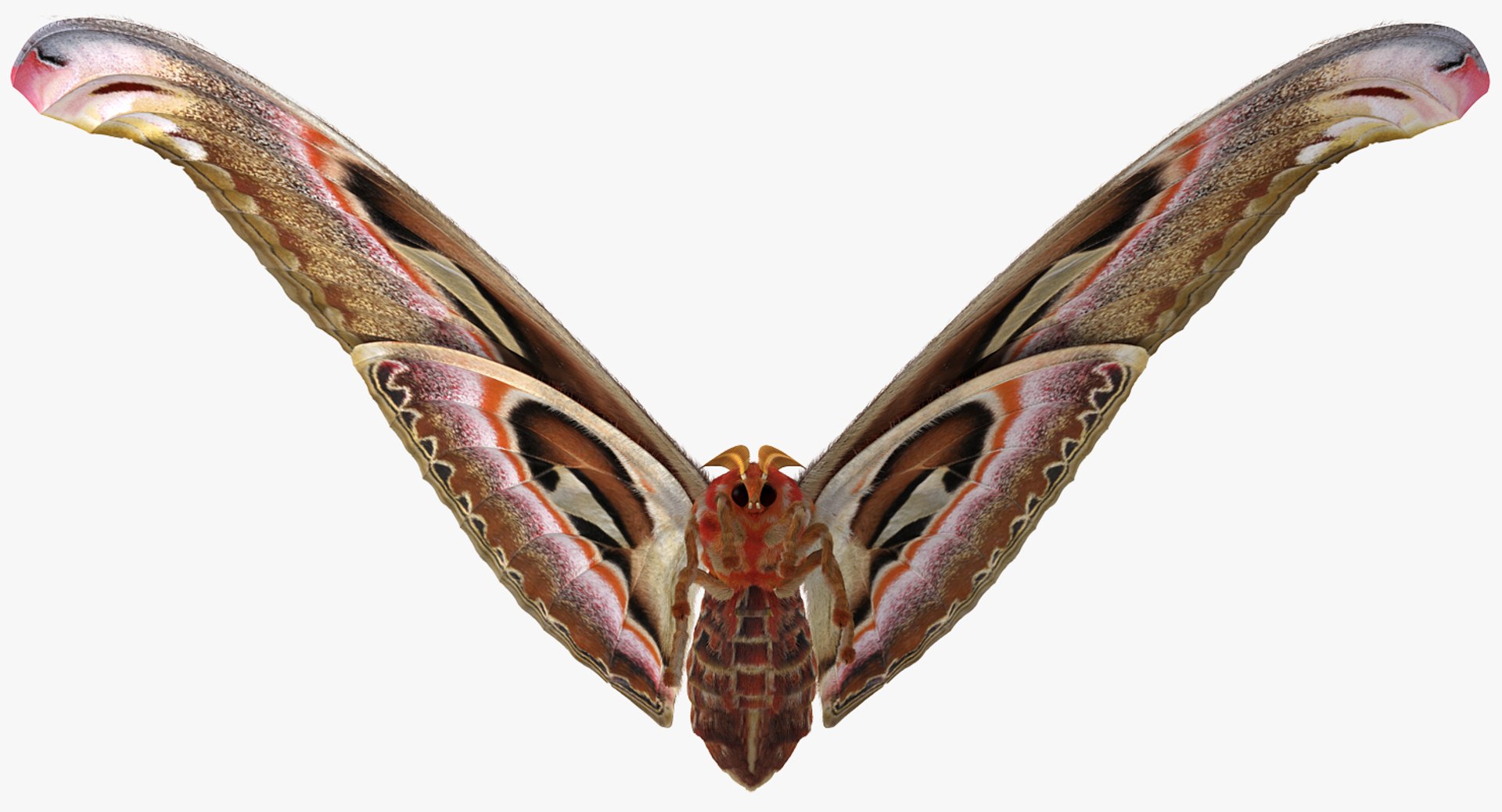 3D Model Attacus Atlas Moth Flying - TurboSquid 1193216