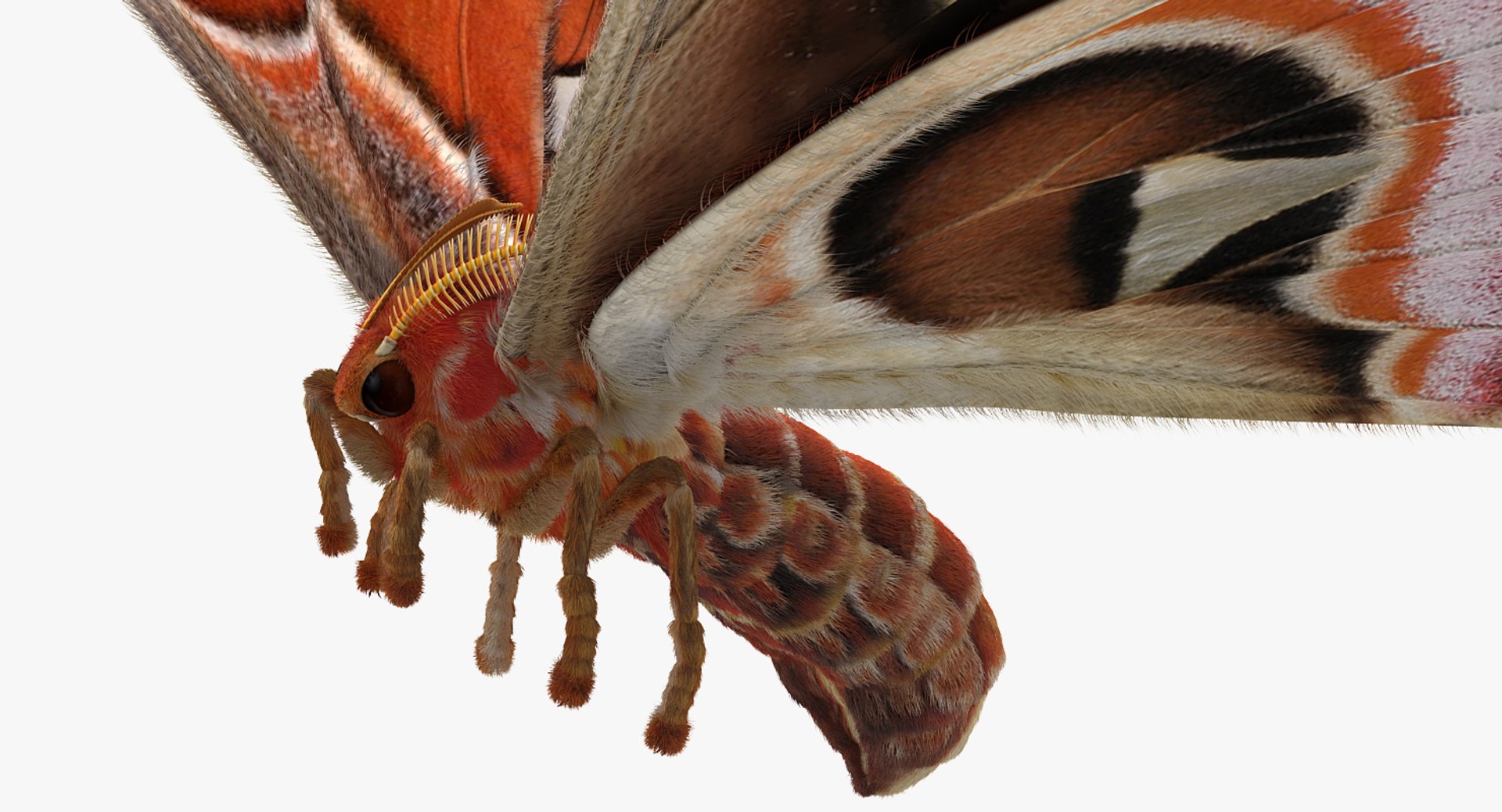 3D Model Attacus Atlas Moth Flying - TurboSquid 1193216